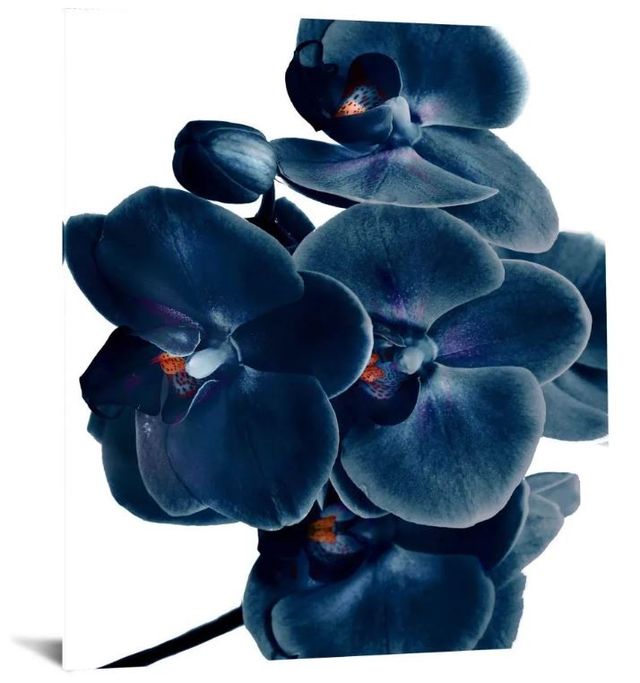 Classy Art Orchid Wall Art | Fischer Furniture | Rapid City, SD